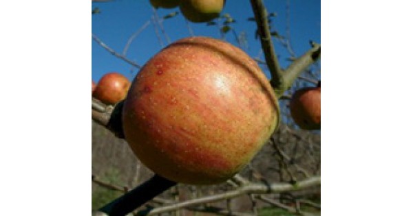 Ralls Janet(Neverfail, Jefferson Pippin, Royal Janette) 國光